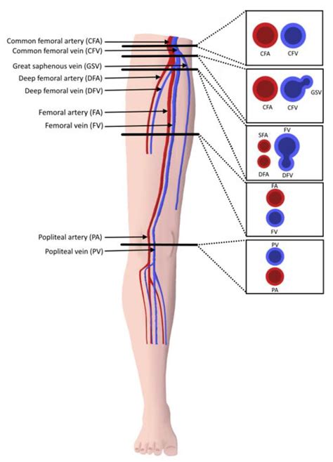 Anatomy Of Lower Extremity The Best Porn Website