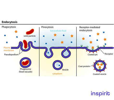 Passive And Active Transport Study Guide Inspirit