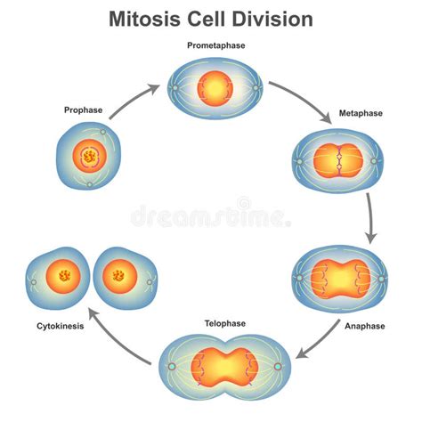 Mitosezellenabteilung In Biologischer Vektorgrafik Vektor Abbildung