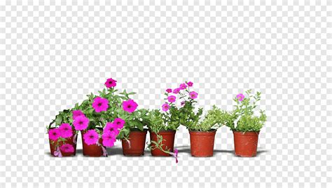Pink Petaled Flowers On Pots Real Flower Pots Glass Flower Arranging