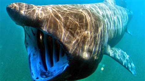 Os Maiores Animais Dos Oceanos Mali Ria