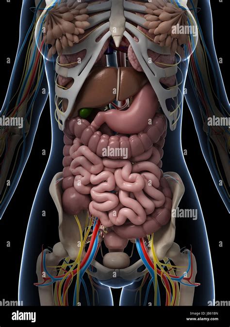 Diagram Of Internal Organs Female Female Reproductive System Internal