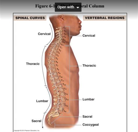 Vertebral Column Wikipedia Informacionpublica Svet Gob Gt