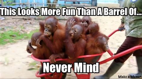 A Bunch Of Monkeys Sitting In A Wheelbarrow
