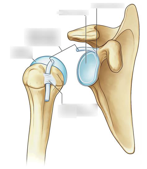 Glenohumeral Shoulder Joint Diagram Quizlet