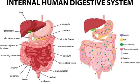 Diagram Showing Internal Human Digestive System Vector Art At