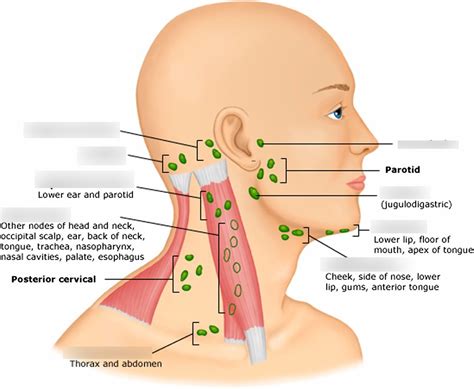 Lymph Nodes In Neck Diagram