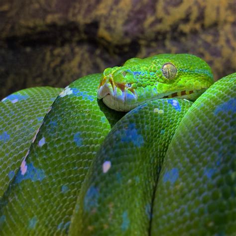 Green Tree Python Long Tail Reptiles