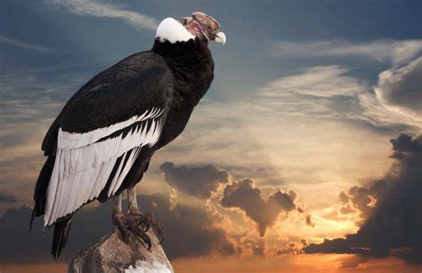 Las aves más feas del mundo características y curiosidades Vida con