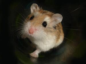 Chomik Campbella hodowla żywienie opis gatunku Zoonews pl