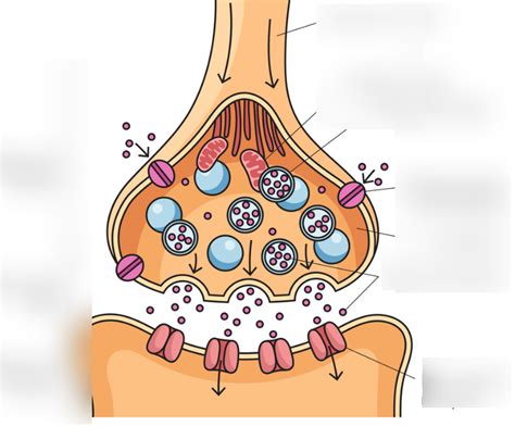 Anatomy Synapse Diagram Diagram Quizlet