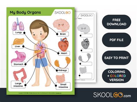 Human Anatomy Worksheets And Study Guides Worksheets Library