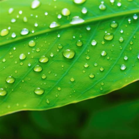Una Hoja Verde Con Gotas De Agua Sobre Ella Foto Premium
