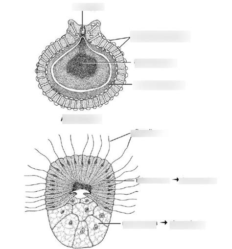 Diagram Of Lab Porifera Reproduction Quizlet