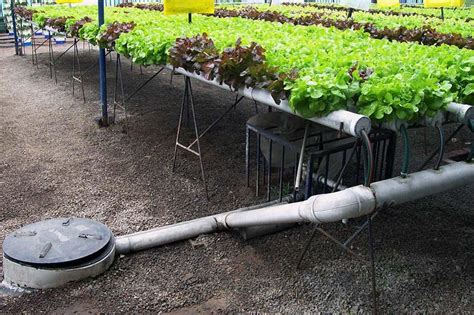 Producción de Hortalizas en Sistema Hidropónico NFT Intagri S C