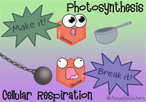 Cellular Respiration And Photosynthesis Comparison