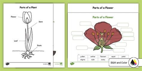 Parts Of A Flower And Plant Labeling Activity Worksheet For K 2nd Grade