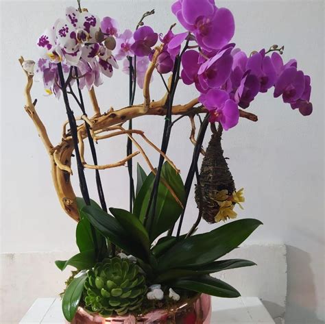 Details 300 arreglos florales de orquídeas naturales Abzlocal mx