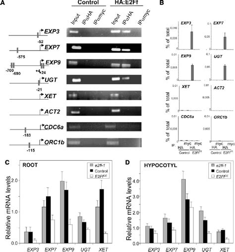Figure 7 From Role Of An Atypical E2F Transcription Factor In The