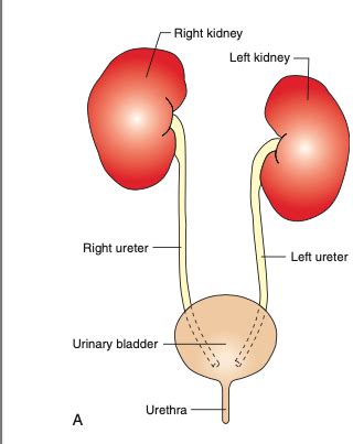 Chapter The Urinary System Flashcards Quizlet