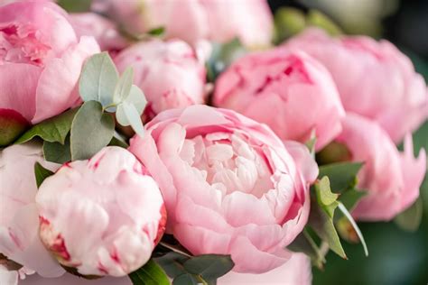 Как срезать цветы пиона для вазы или букета FLOWERS