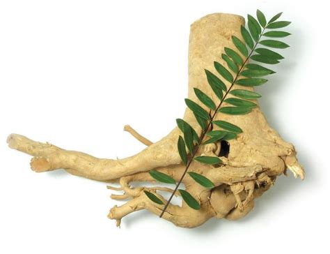 Eurycoma Longifolia Alchetron The Free Social Encyclopedia