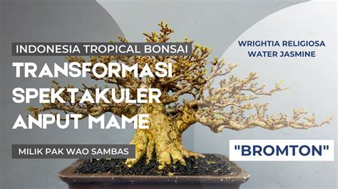 Transformasi Bonsai Mame Anting Putri Brompton The Transformation