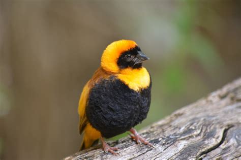 Tierwelt Vogel Tier Kostenloses Foto Auf Pixabay Pixabay