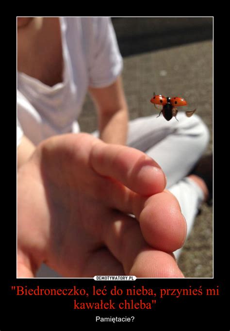 Coccinelle Coccinelle Faits Int Ressants