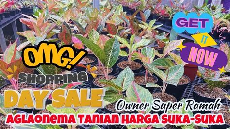 Aglaonema Tanian Harga Suka Suka Jangan Sampai Kehabisan Stok