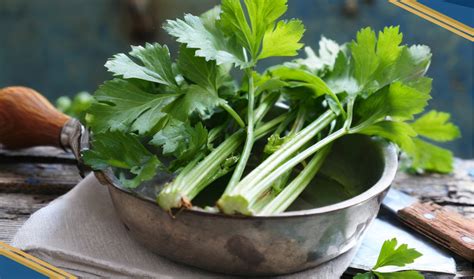 Wow Ini 5 Manfaat Daun Seledri Untuk Ginjal Yang Perlu Kamu Tahu