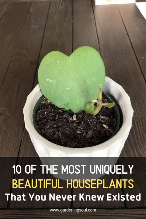 Of The Most Uniquely Beautiful Houseplants Gardening Soul