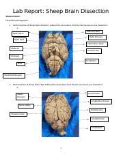 Lab Report Sheep Brain Dissection 1 Docx Lab Report Sheep Brain