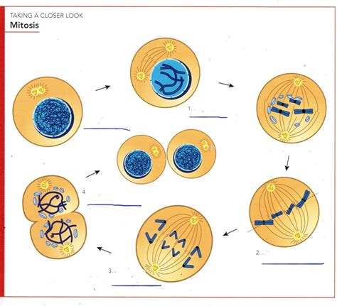 Mitosis Chart Diagram Quizlet