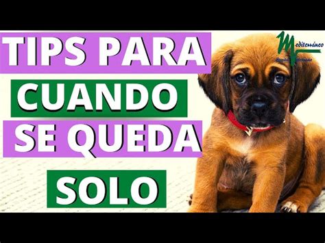 Como Haces Para Que Tu Perro Deje De Llorar Cuando Te Vas
