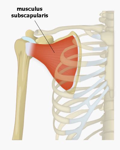Musculus subscapularis Medicína nemoci studium na 1 LF UK