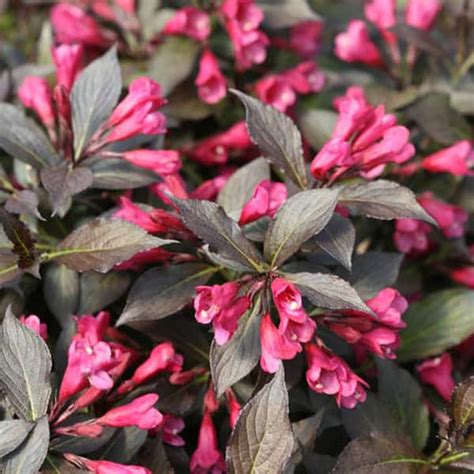 Purple Leaf Plant With Tiny Pink Flowers Best Flower Site