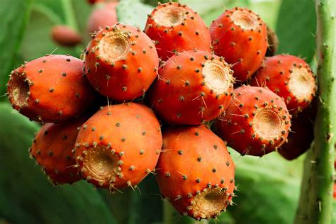 How To Harvest Prickly Pear Opuntia Fruit Gardeners Path