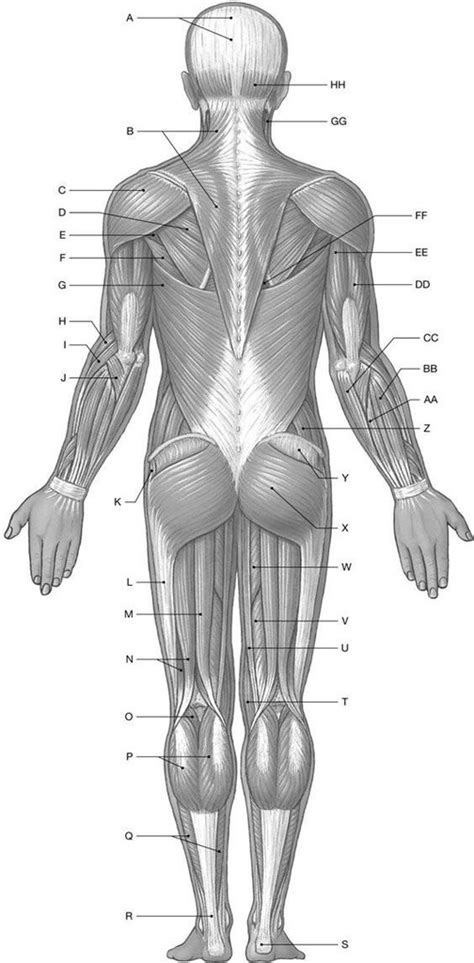 Diagram Major Superficial Muscles Posterior View Diagram Quizlet
