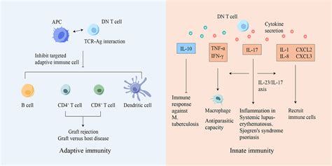 Frontiers CD3 CD4 CD8 Double Negative T Cells In Inflammation