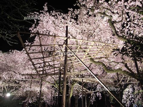 平安神宮 ライトアップ夜桜 写真素材 3059215 フォトライブラリー photolibrary