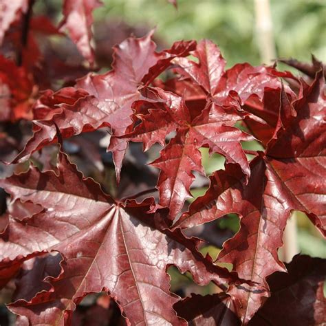 Buy Norway Maple Crimson King Acer Platanoides Crimson King