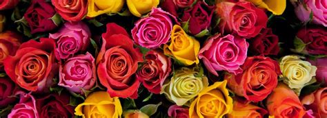 Cuál es el significado del color de las rosas Blog Verdecora