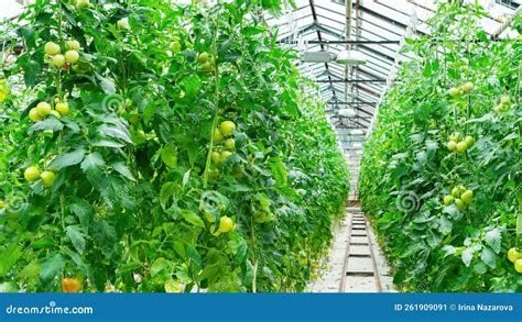 Tecnologia Do Tomate Em Estufa Cultivar Legumes Numa Estufa Aquecida