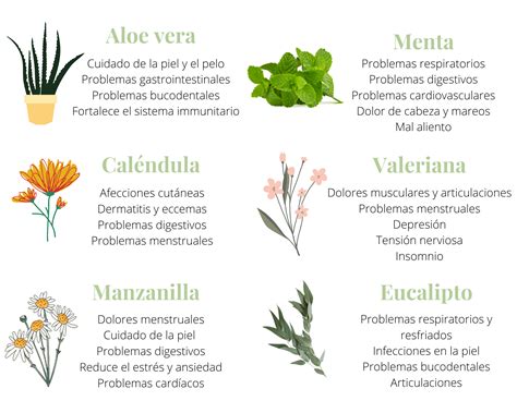 Mejores Plantas Medicinales y Sus Usos Increíbles