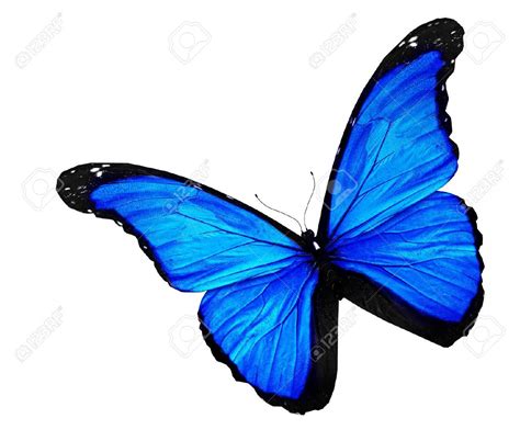 Mariposa Azul En El Fondo Blanco