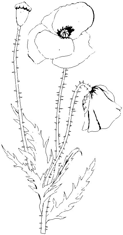 Fiori Papaveri Da Stampare E Da Colorare Disegni Da Colorare E