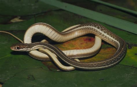 Baby Eastern Ribbon Snake