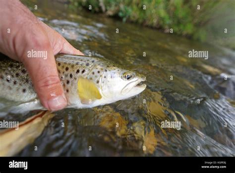 Close Up Brown Trout Fly Catch Stock Photo Alamy