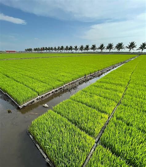 10 Tempat Menarik Di Sekinchan Paling Popular 2025 Melancong My